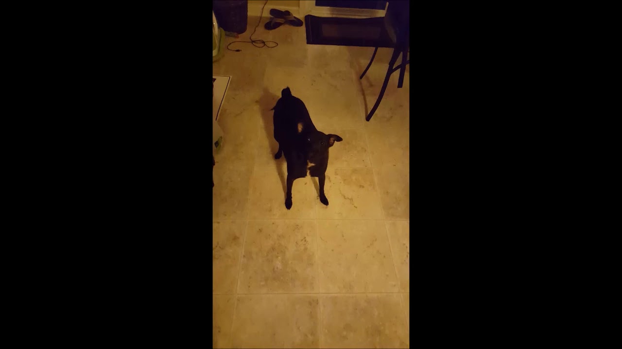 Mr. Peppy asking to be fed using his language - YouTube