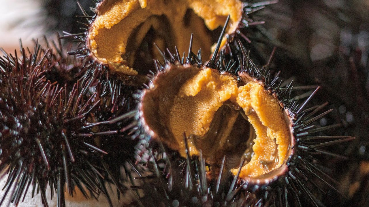 How to Find Sea Urchin | Cara Mencari Bulu Babi Landak Laut - YouTube
