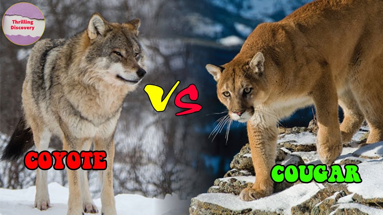 🔥 Uncover the mystery The fight between the crazy coyote and the fierce ...