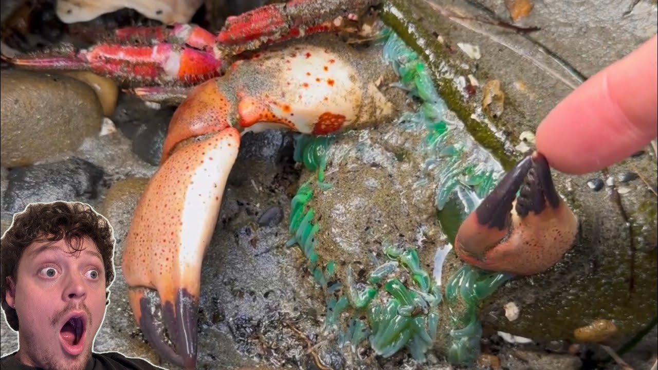 Feeding Wild Sea Animals! 😱 - YouTube
