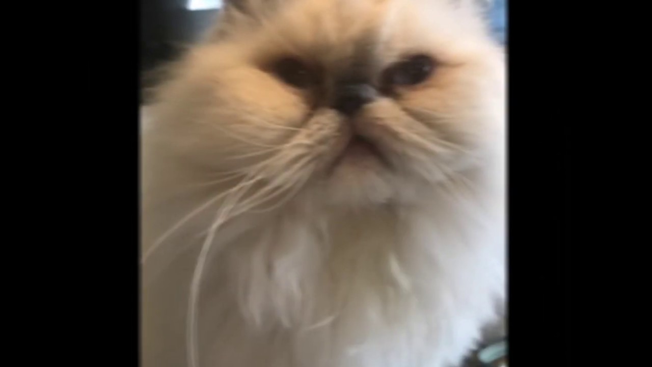 Beautiful Himalayan Persian Cats Blue Cream Point and Tortie Point ...