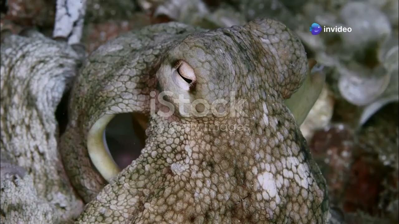 El Rey del Camuflaje El Pulpo - YouTube