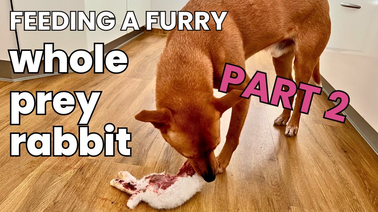 Vet Approved Whole Prey Rabbit Feeding, Part 2 - YouTube