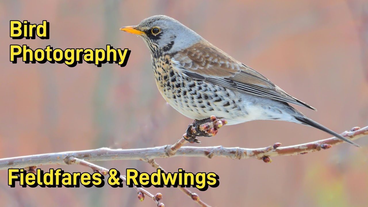 How to Photograph Redwings & Fieldfares - YouTube