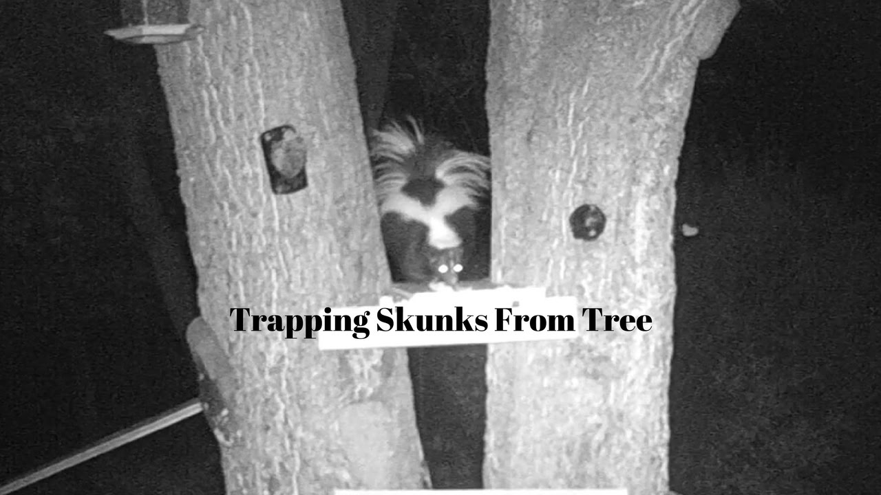 Trapping Skunks In Tree - Multiple Skunk Trap - Part 1 - YouTube