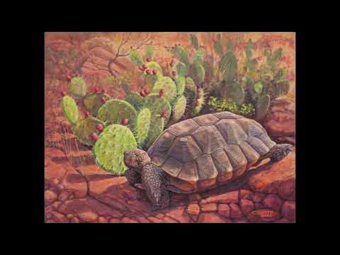 Tortoise painting steps - YouTube