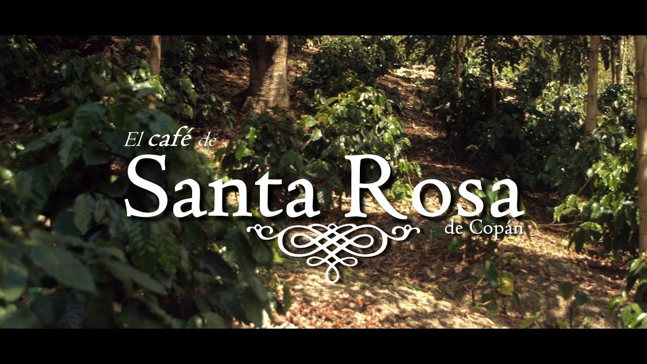 El Café de Santa Rosa de Copán - YouTube