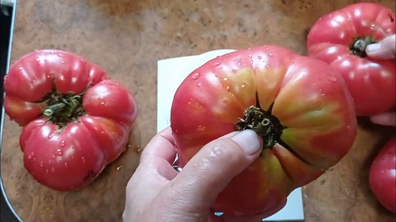 Томат Семейная реликвия 1 - YouTube