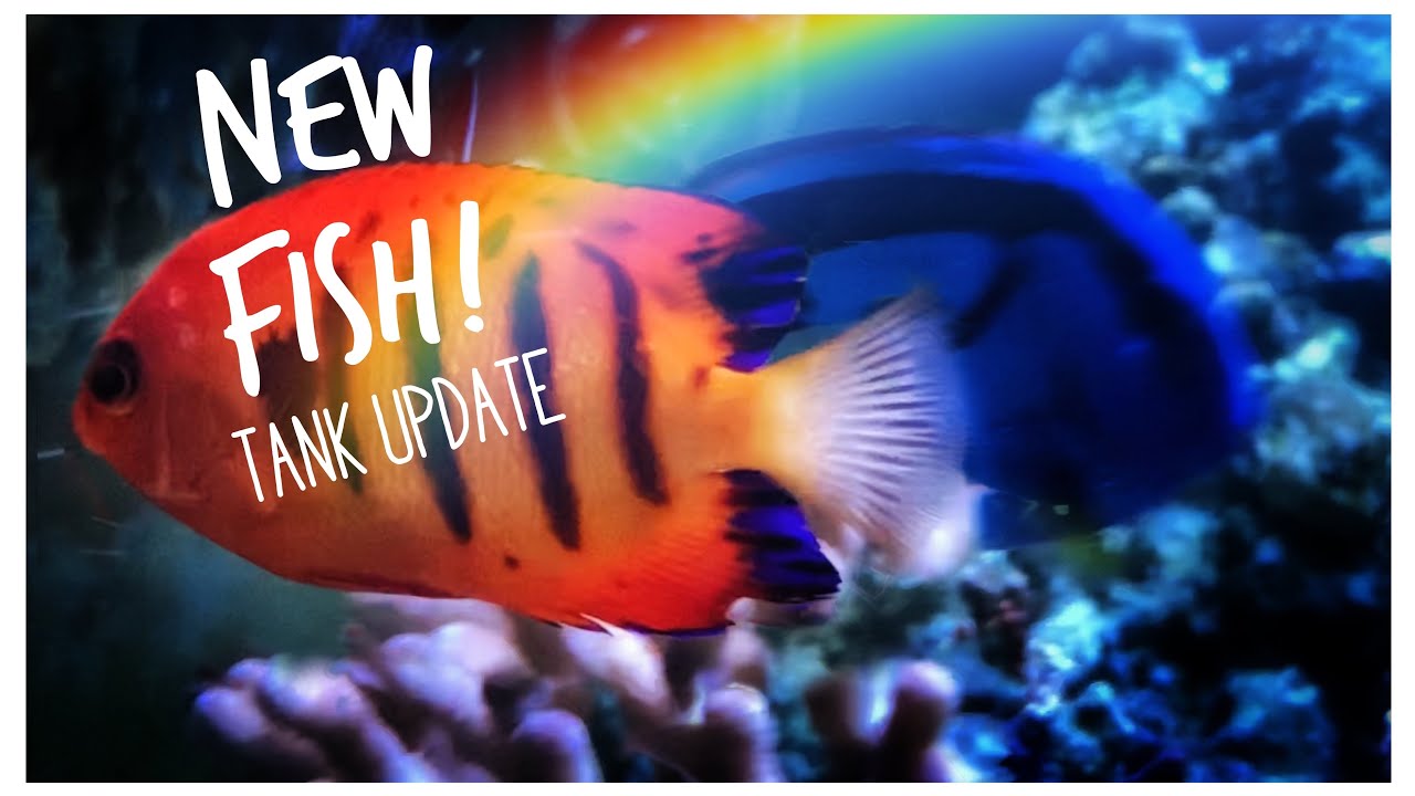 New Fish! Epic 180 gallon Custom Reef Tank Update February 2020 - YouTube