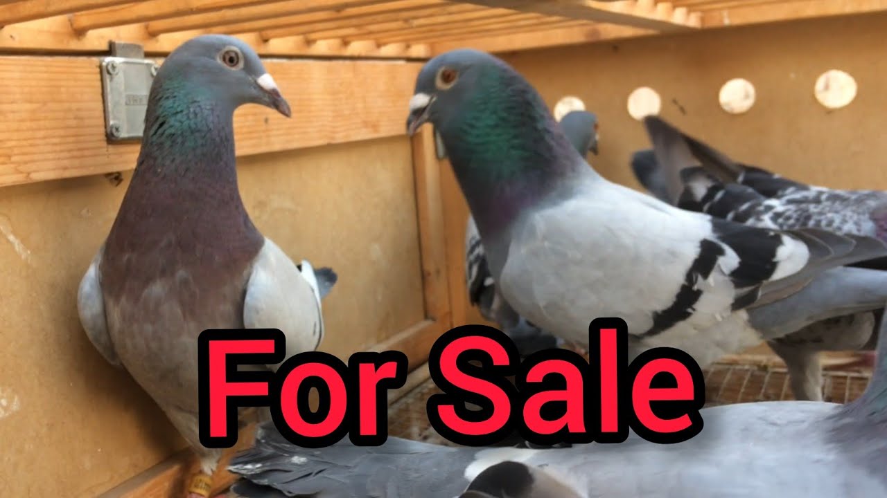 racer pigeons for sale in pakistan | Racing pigeons | kalapati 2021 ...