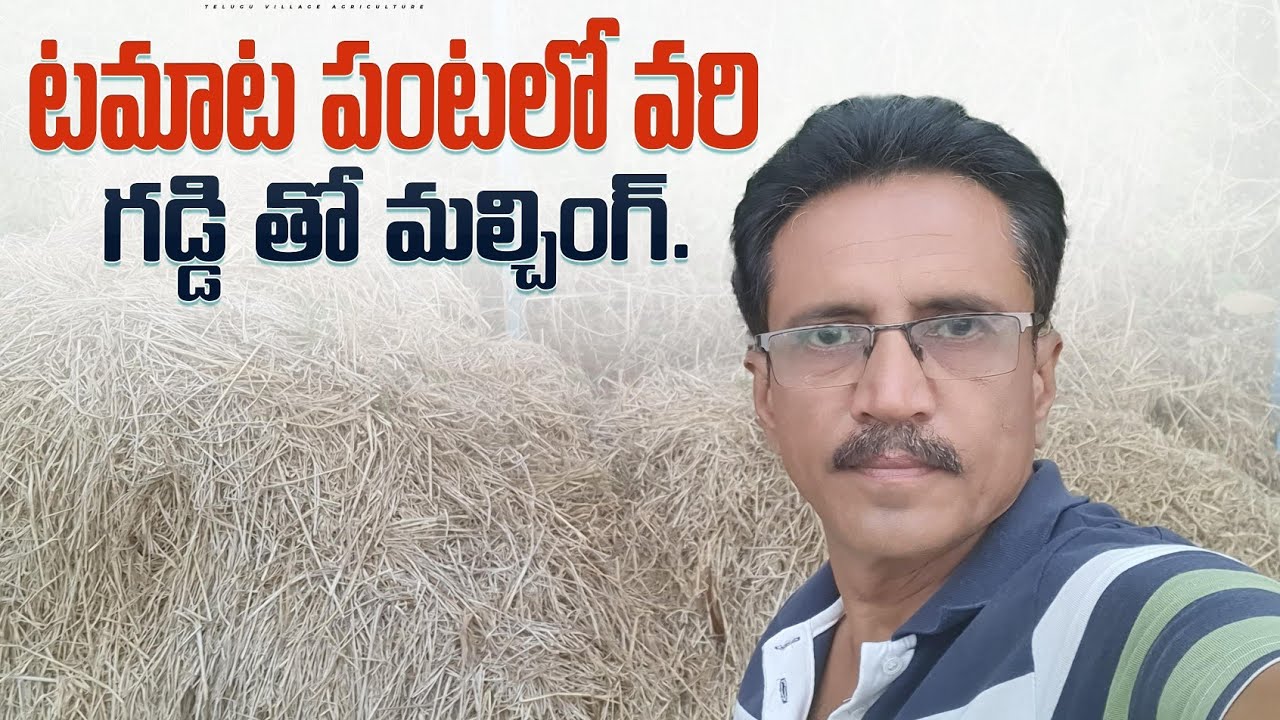 Natural Mulching With Rice Straw | Grass Mulching | వరి గడ్డి తో ...