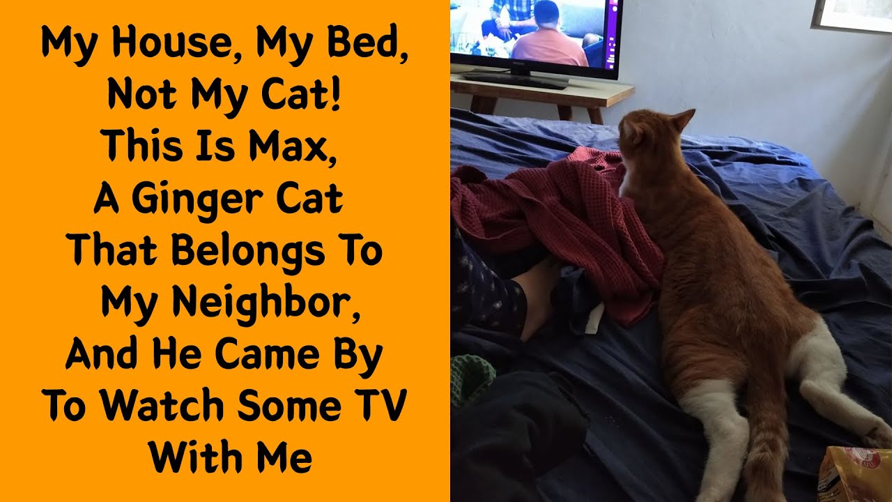 Top 50 ‘Not My Cat’ Moments That Are Too Funny to Handle! - Cute cat ...