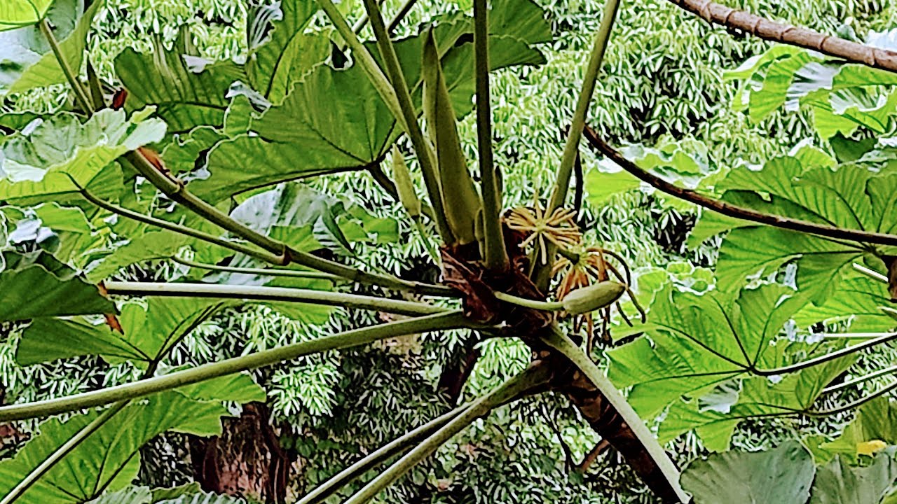 Chasing the tasty Gummy Worm Fruit (Cecropia peltata) - YouTube