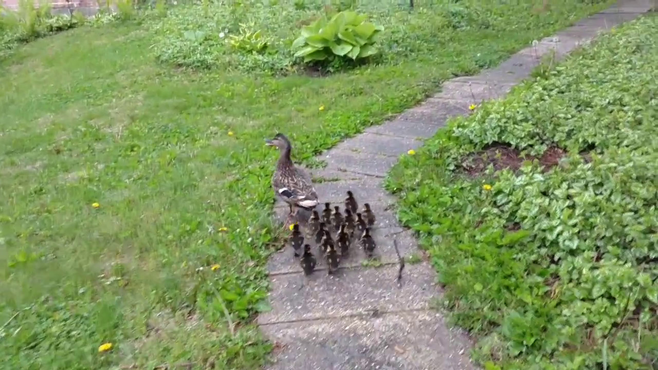 Duck rescue 2017 - YouTube