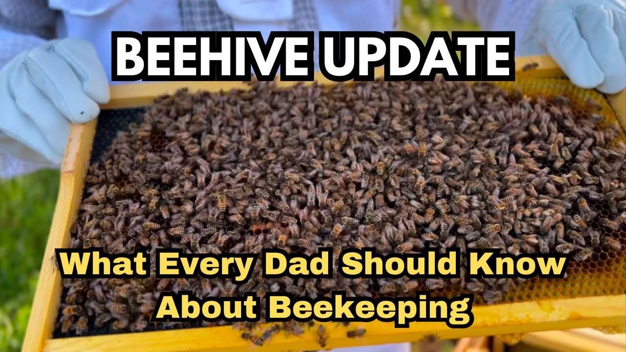 Beehive Update: What Every Dad Should Know About Beekeeping - YouTube
