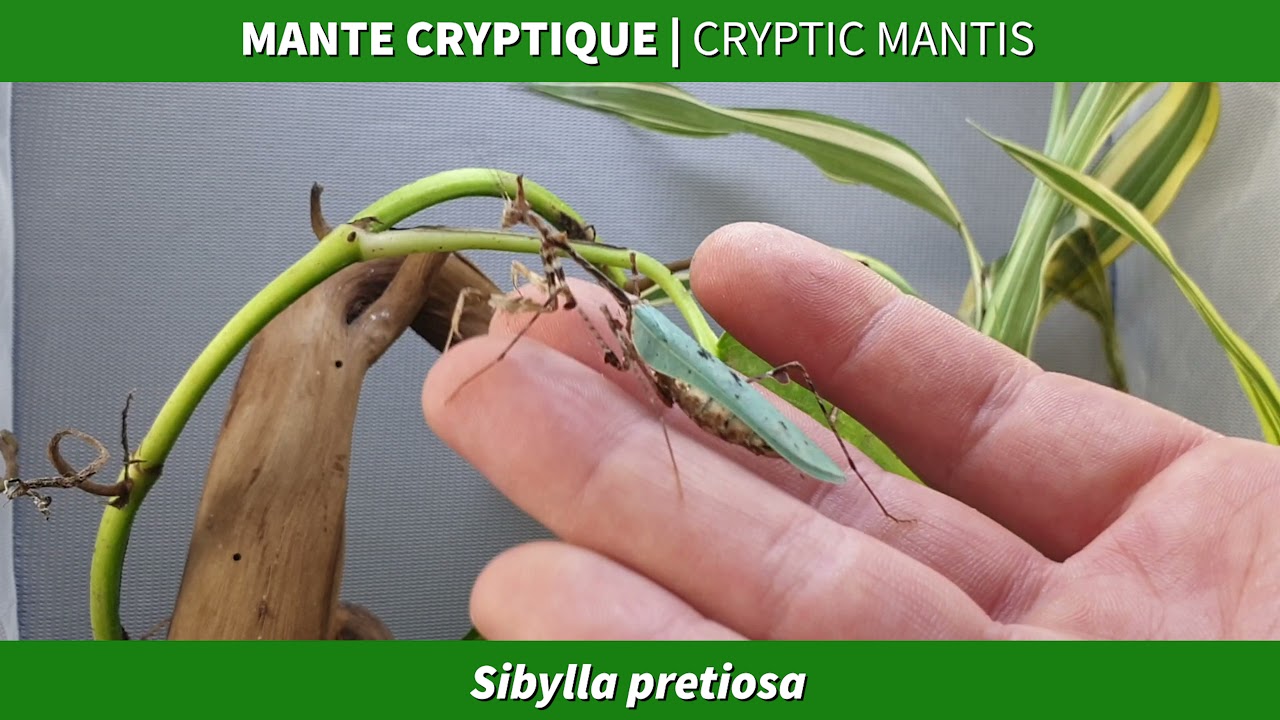 Sibylla Pretiosa / Cryptic mantis - YouTube