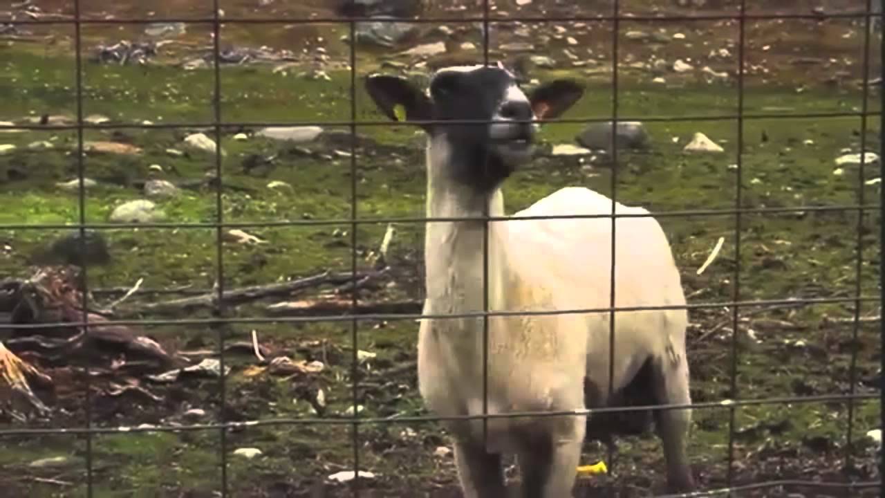 Pao como la cabra gritona - YouTube