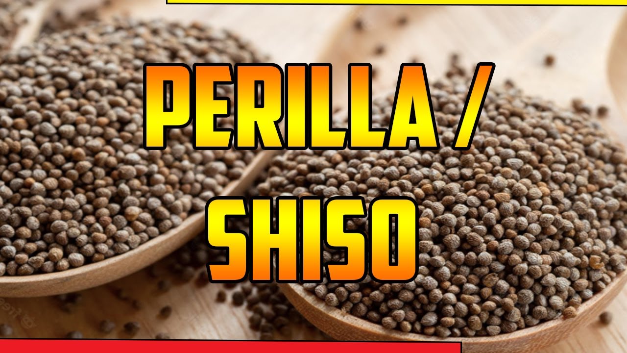 PARA QUE SIRVE 🌿 Perilla 🌿 Perilla frutecens 🌿 BENEFICIOS ESTRÉS 🌿 ...