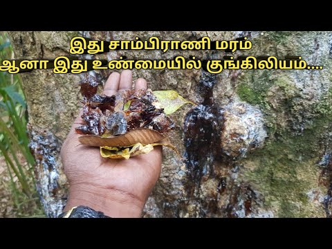 சாம்பிராணி மரம் #குங்கிலியம் மரம் #புகை மரம் #பிரங்கின்சென்ஸ் # ...