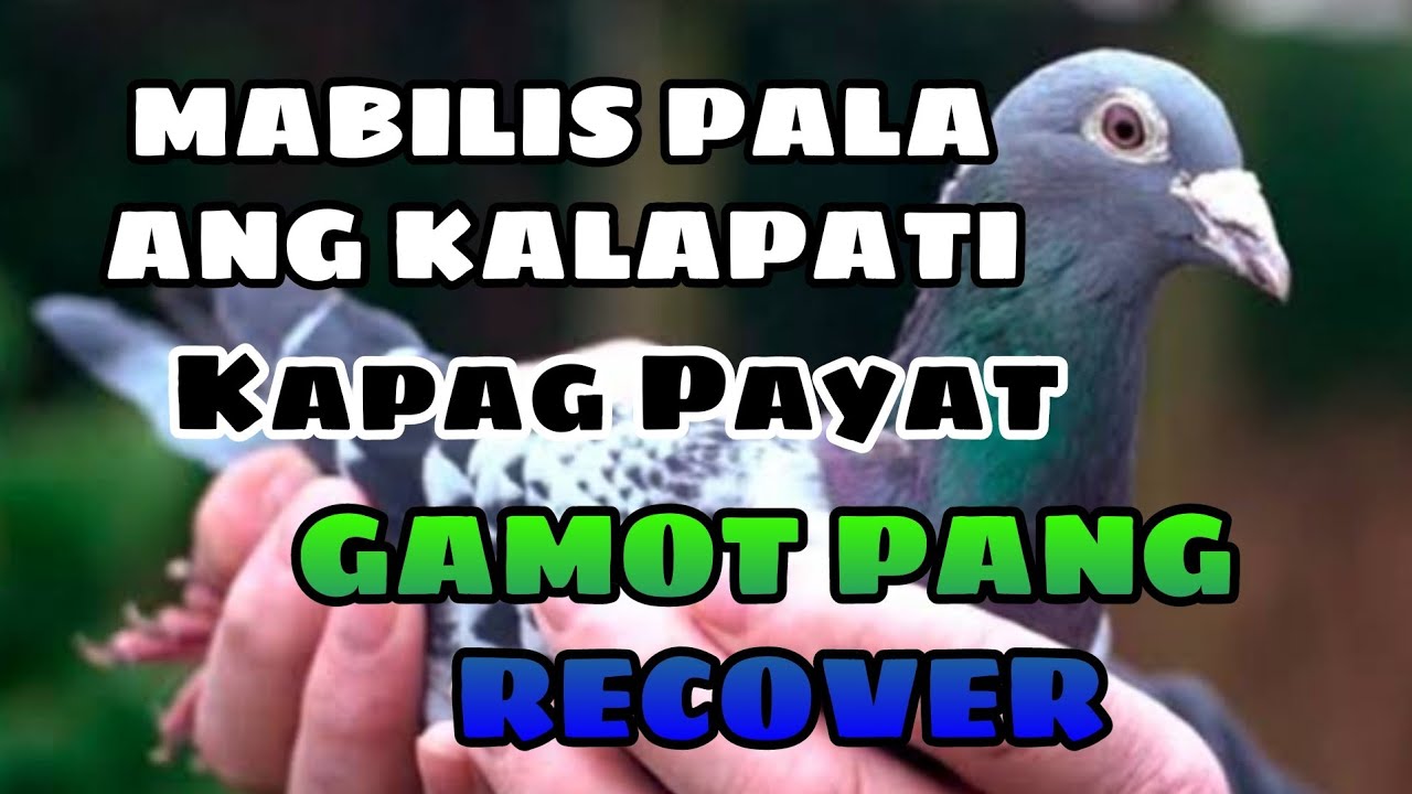 GAMOT SA KALAPATI NA HINDI NATUTUNAWAN | SDR 2021 Ep. 05 KALAPATI NA ...