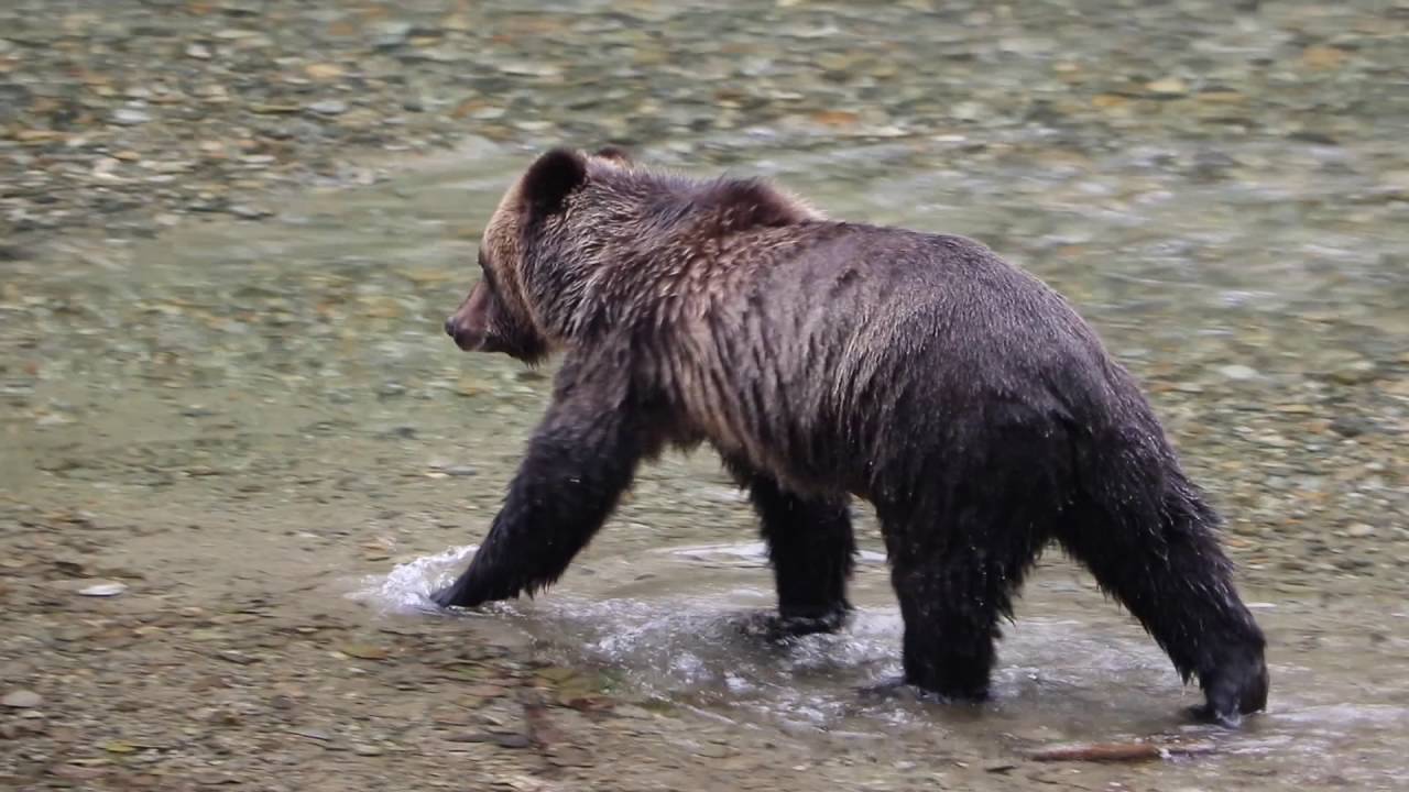 Bears of Bute experience - YouTube