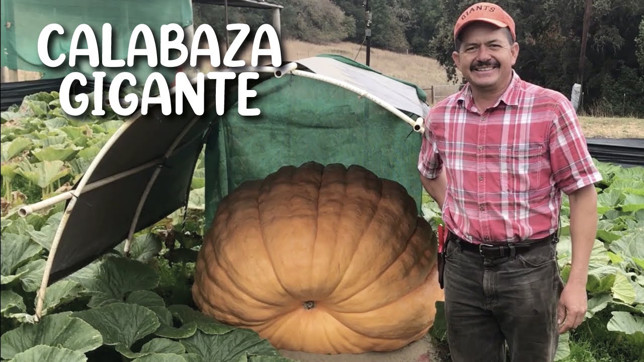 Cultivo de calabaza gigante en Napa, California - YouTube