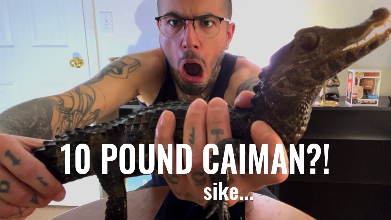 How much do my Dwarf Caimans weigh? | My Caimans need to workout - YouTube