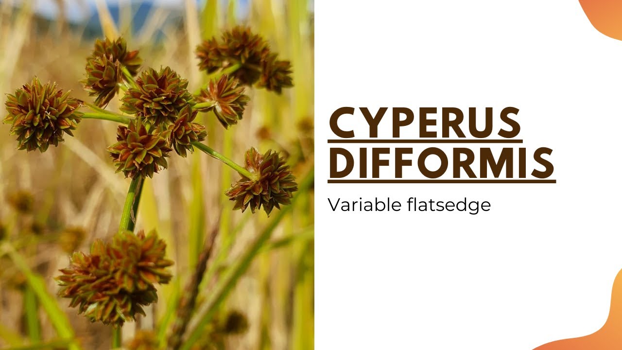 Cyperus difformis /Variable flatsedge, Small-flowered nutsedge /Weed ...