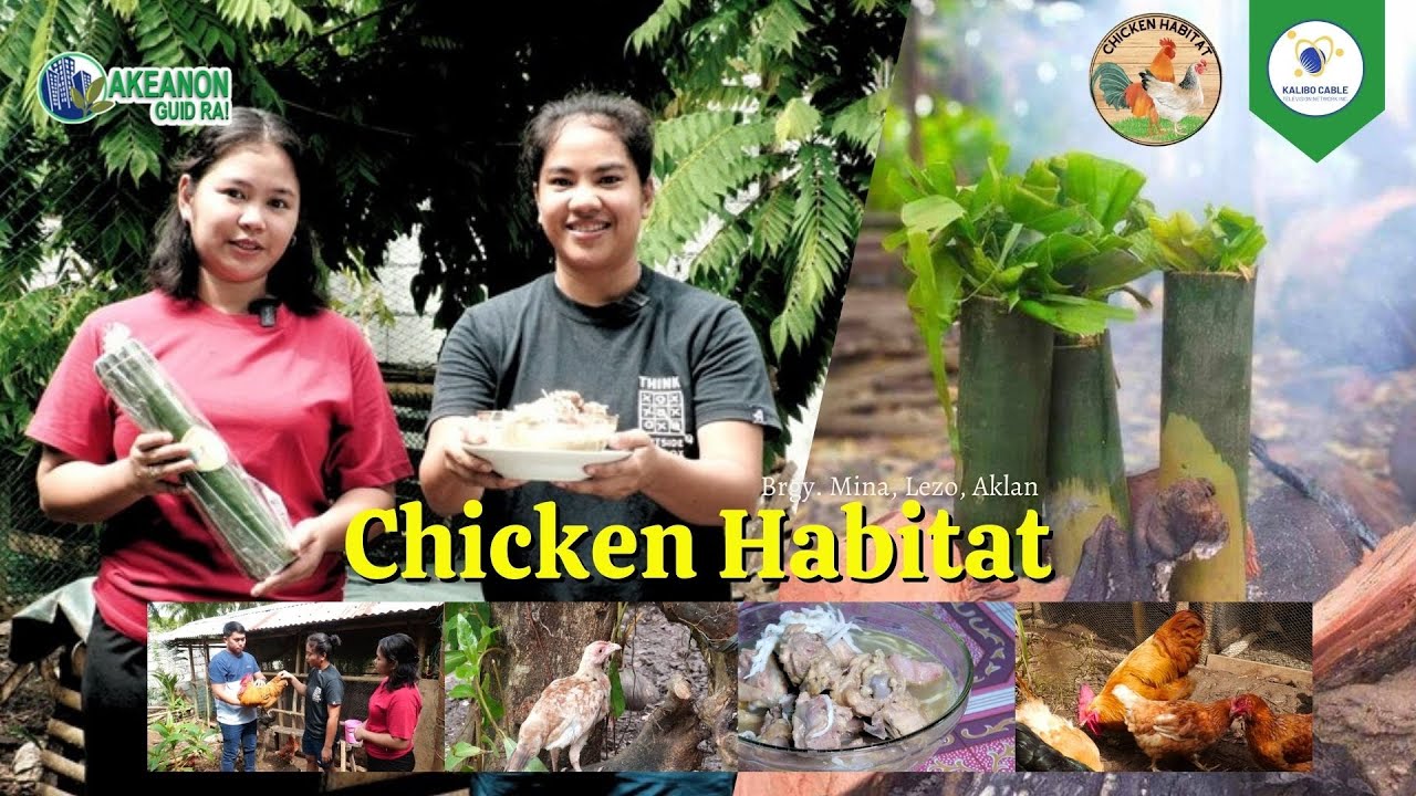 𝐂𝐡𝐢𝐜𝐤𝐞𝐧 𝐇𝐚𝐛𝐢𝐭𝐚𝐭 - YouTube