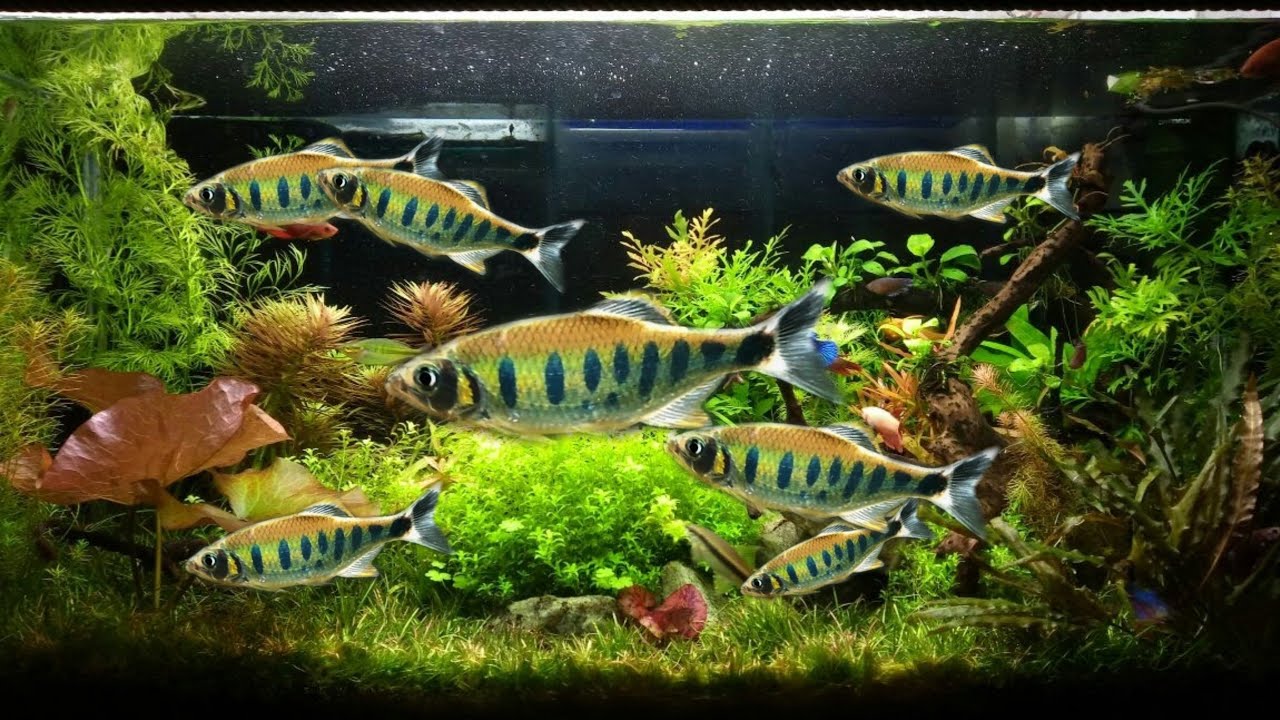 Barilius fish | Barilius tank | Community tank | Beautiful fish from ...
