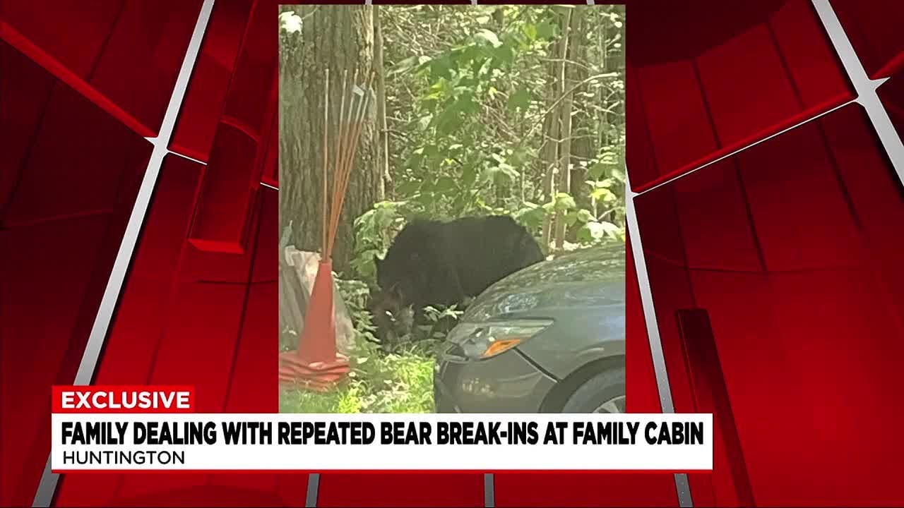 Family deals with repeated bear break-ins - YouTube