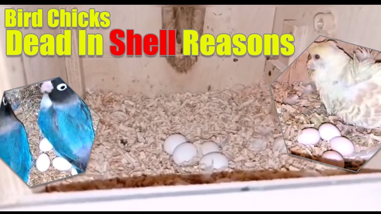 Birds and parrots chicks dead In Shell eggs | reason and solution | egg ...