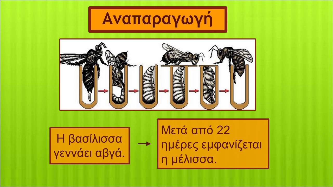 ΜΕΛΙΣΣΟΚΟΜΙΑ - YouTube