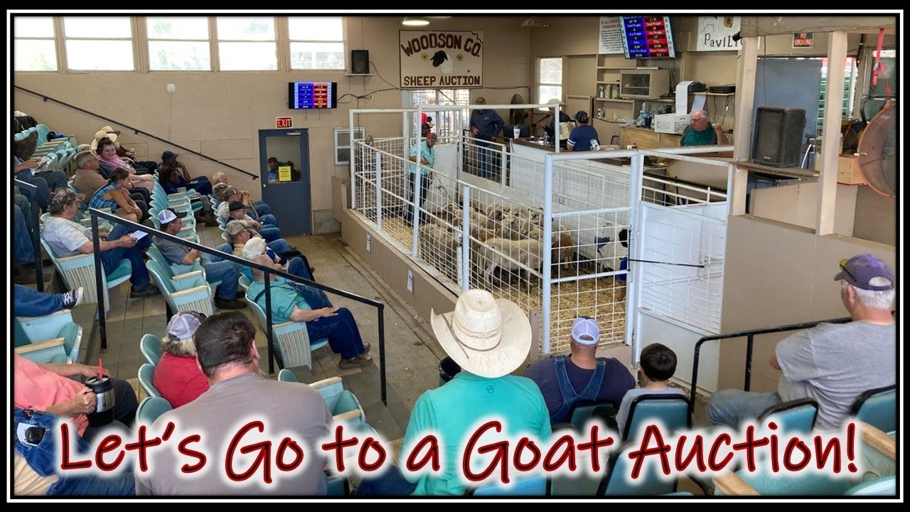 Let's Go To a Goat Auction! - YouTube