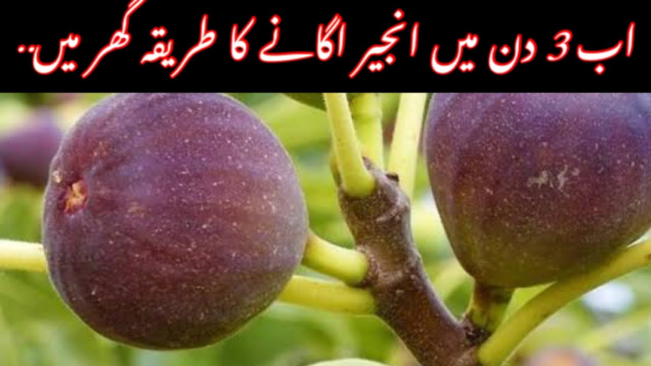 How to grow fig(Anjeer) with in 3 days…. - YouTube