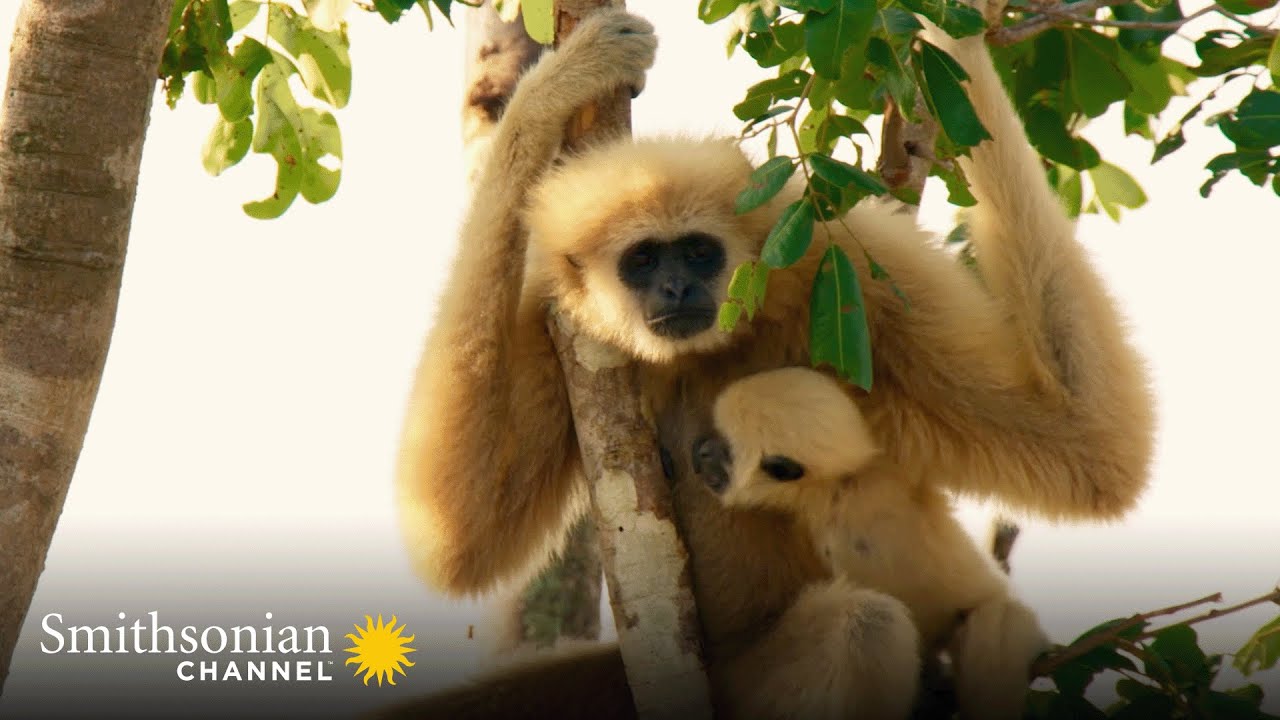 The Highwire Risks Taken by These Young Gibbons Are Terrifying 😱 ...
