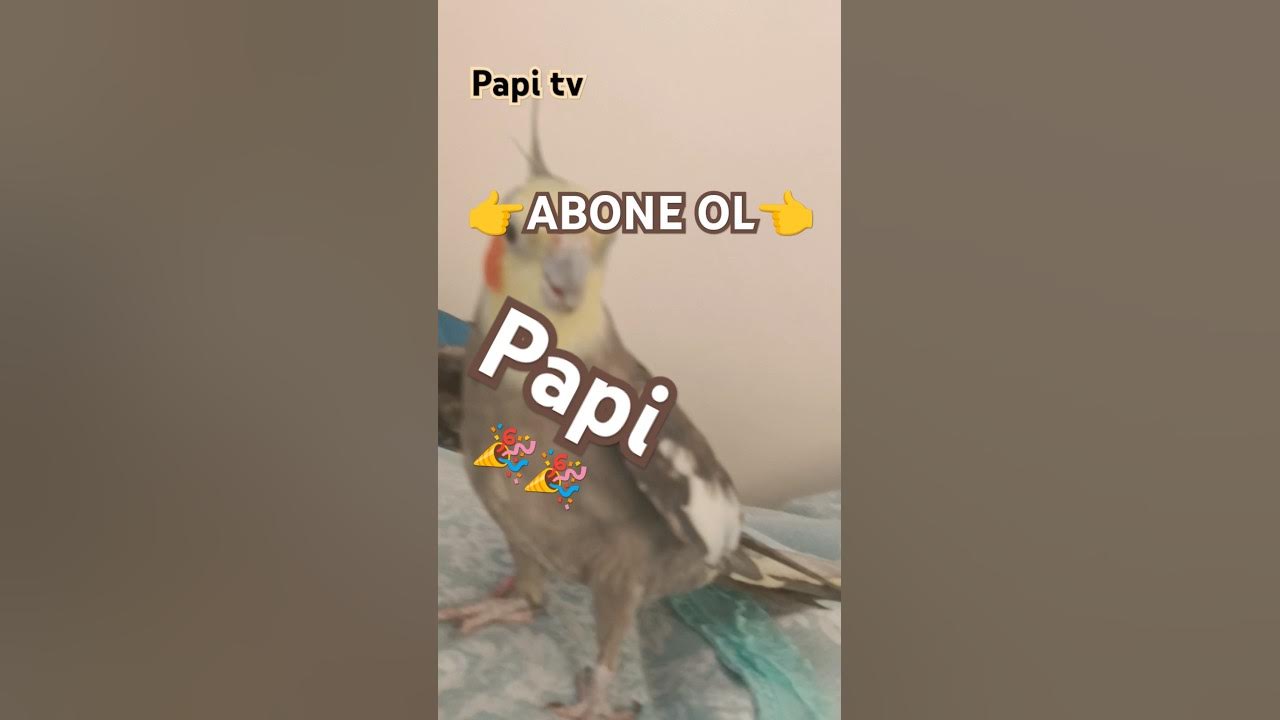 Papi tv - YouTube
