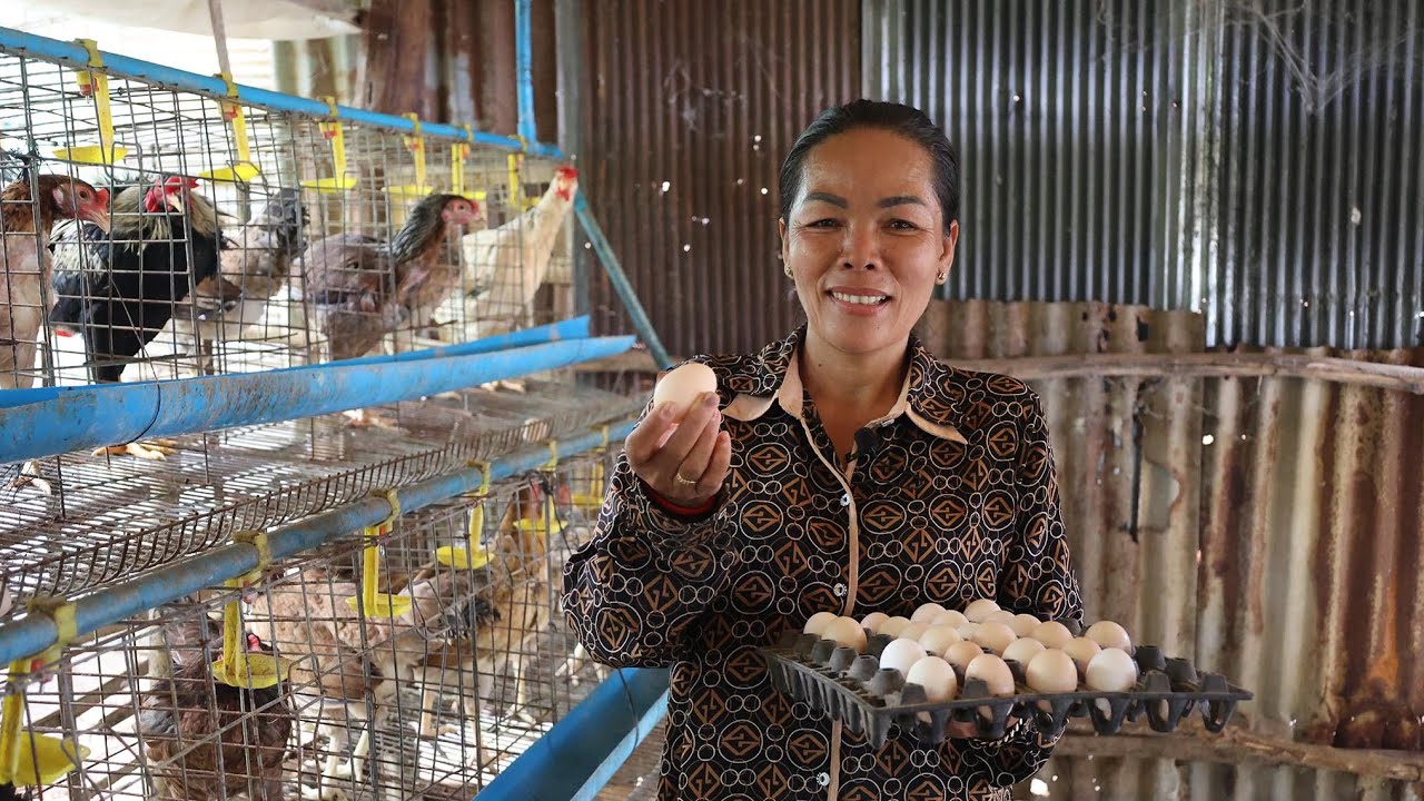 Tradition to Innovative: The Inspiring Journey of Cambodian Chicken ...