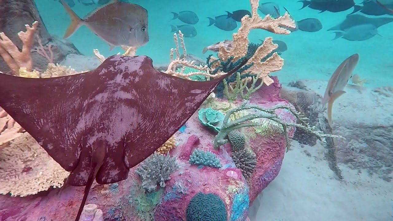 2018 the grand reef - YouTube