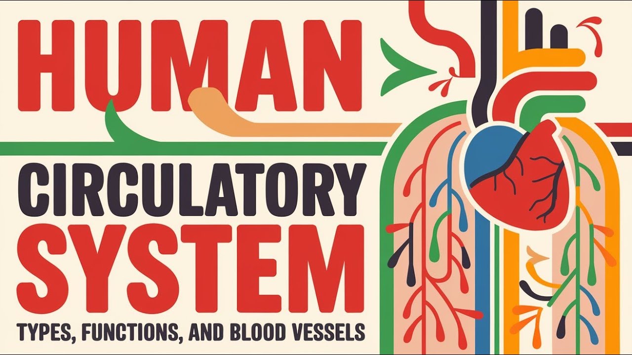 Human Circulatory System Explained | How Blood Circulation Works Step ...