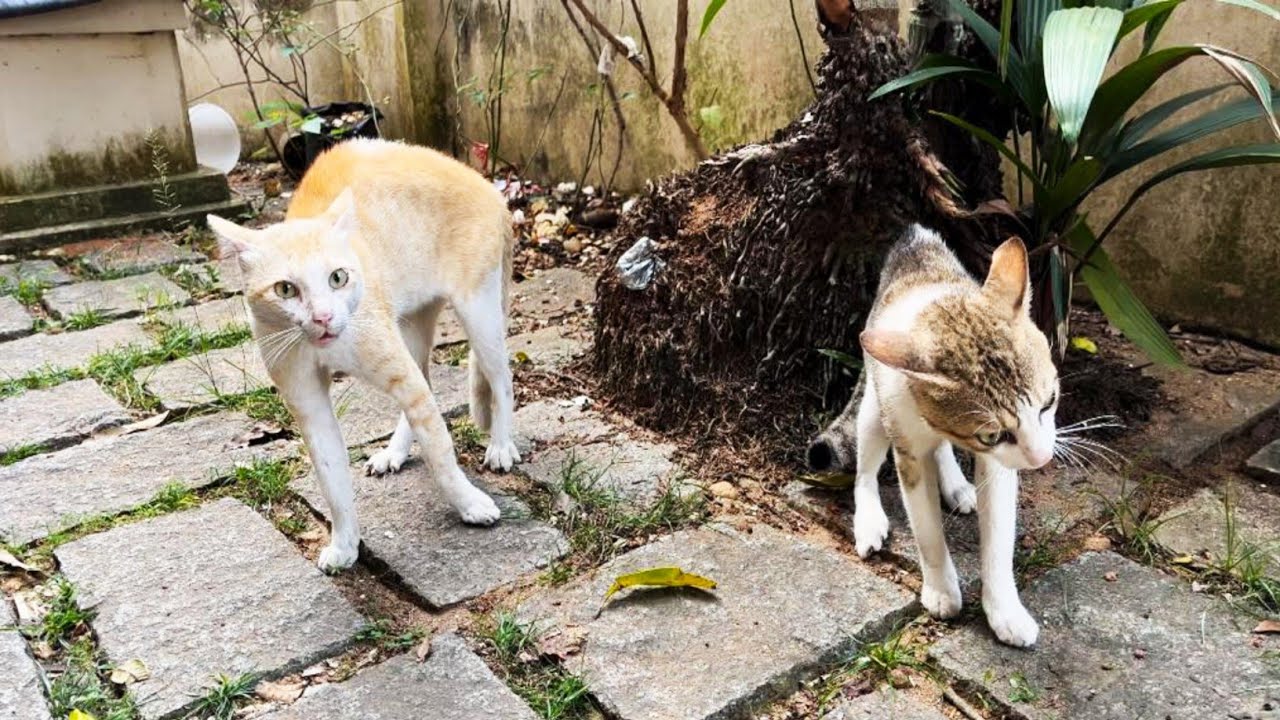 Angry male cats warming up for fighting|11 - YouTube
