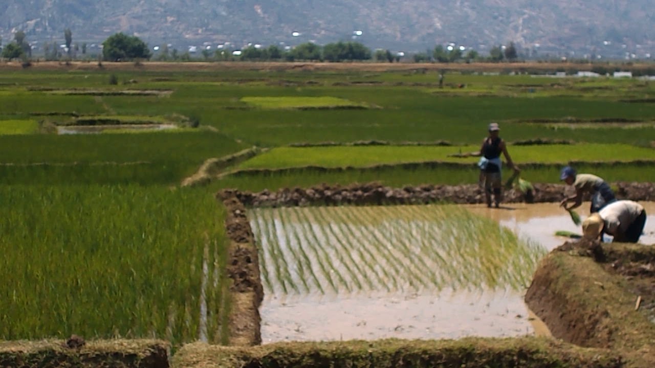 Culture du riz Madagascar - YouTube