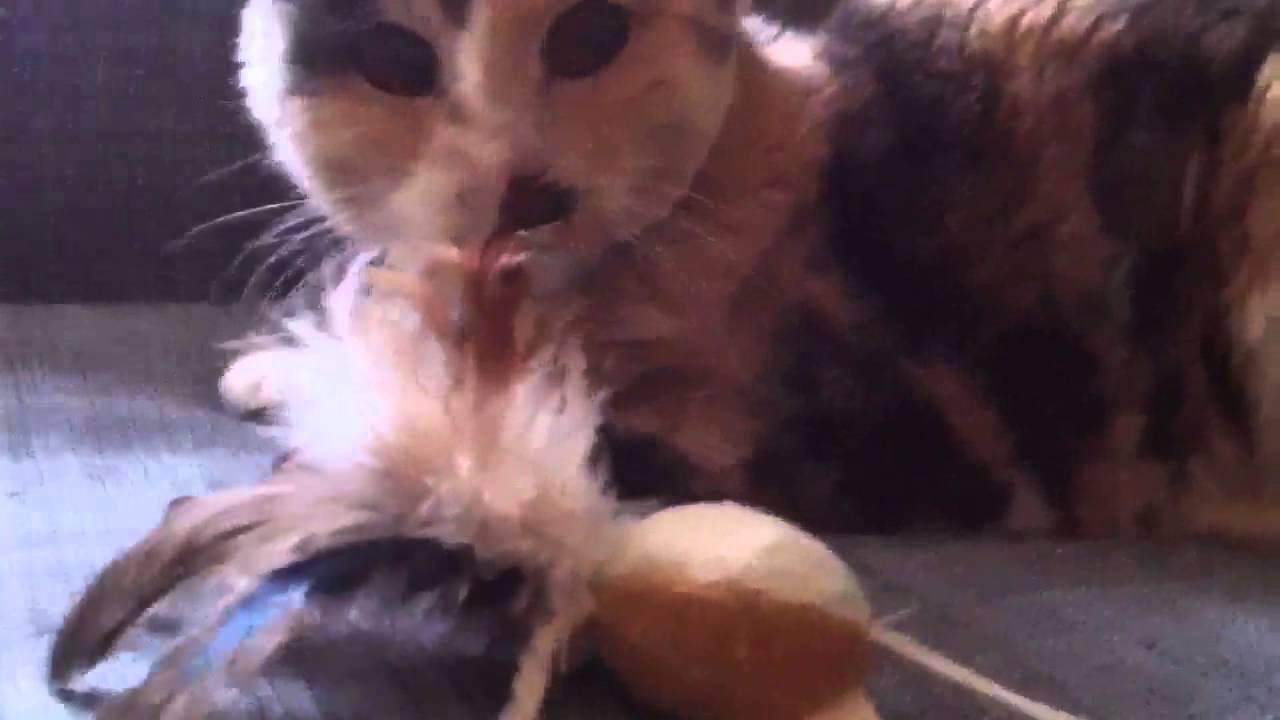 Psycho Cats in HD - YouTube