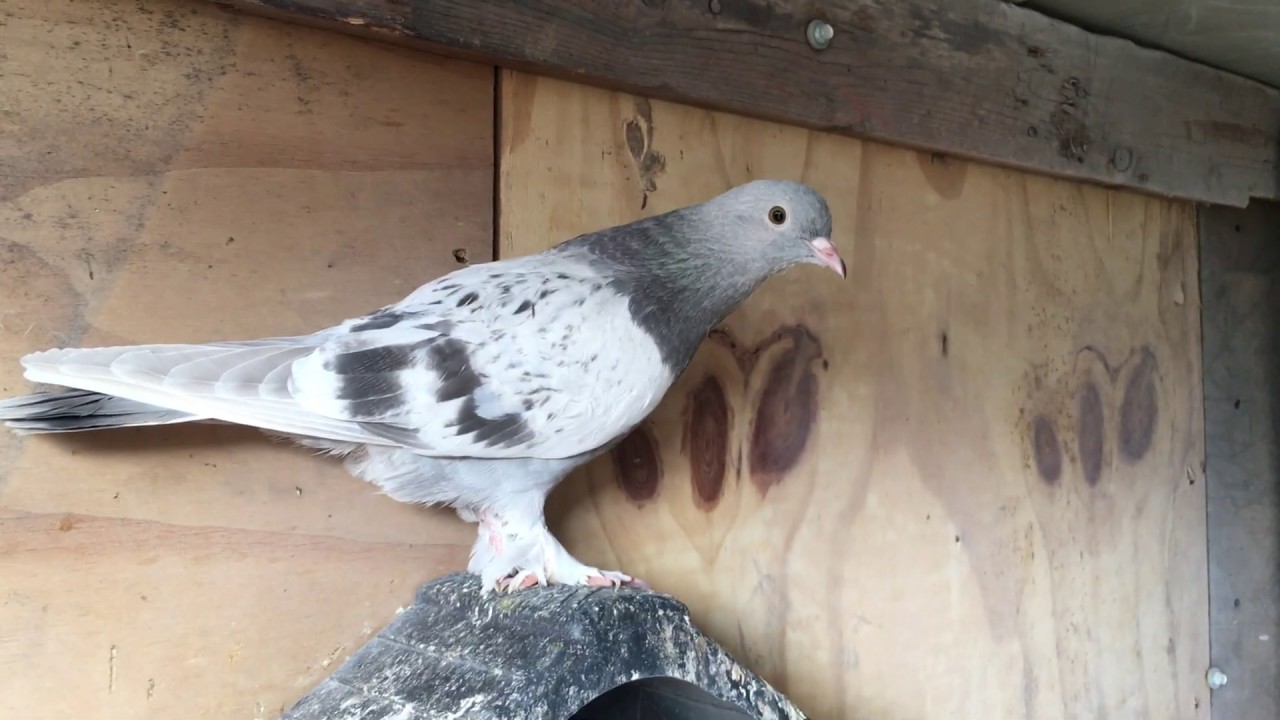 YAVRU OYUN KUŞU NE ZAMAN UÇURULMALI -11 TELEK NE DEMEK - YouTube