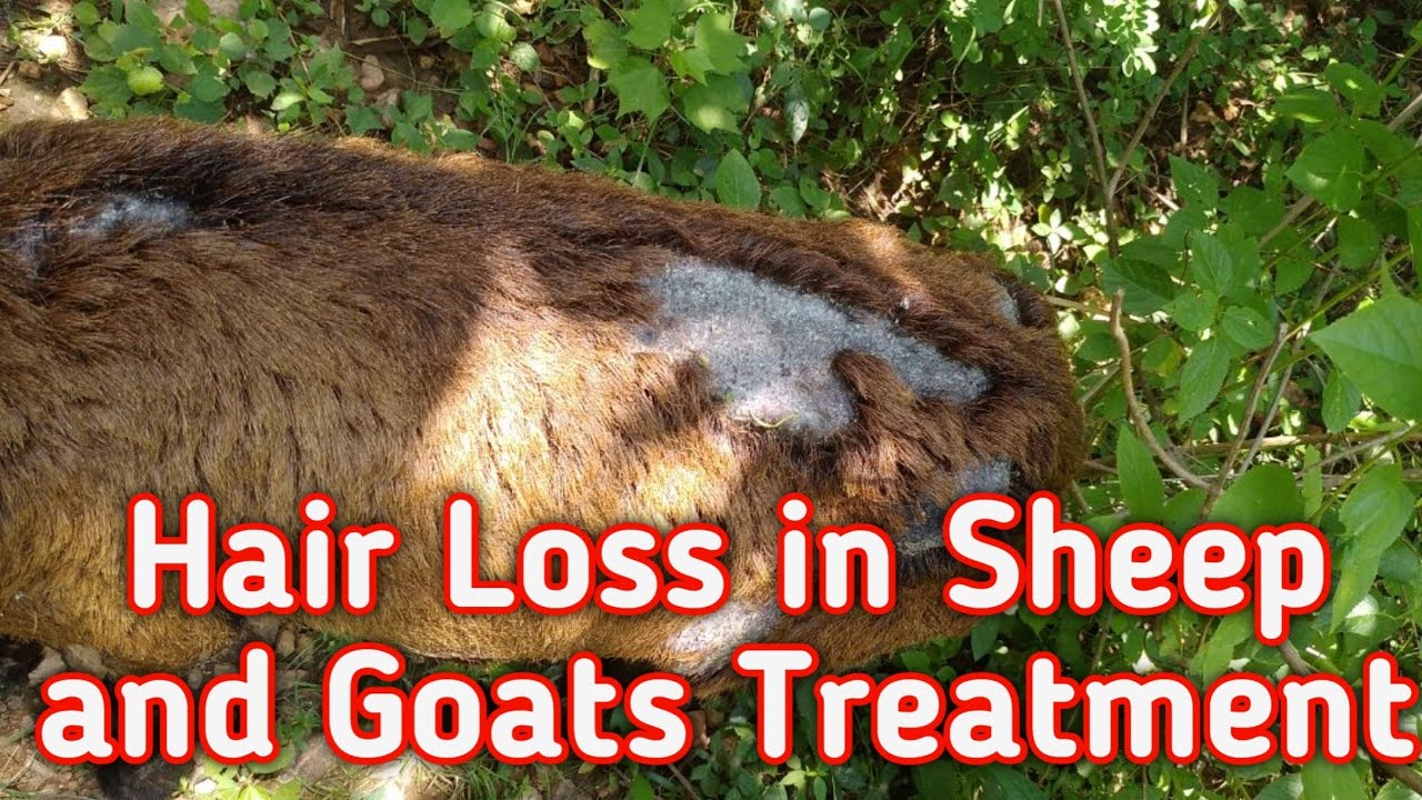 Sheep And Goat Farming - Hair and Skin infections in Sheep and Goats ...