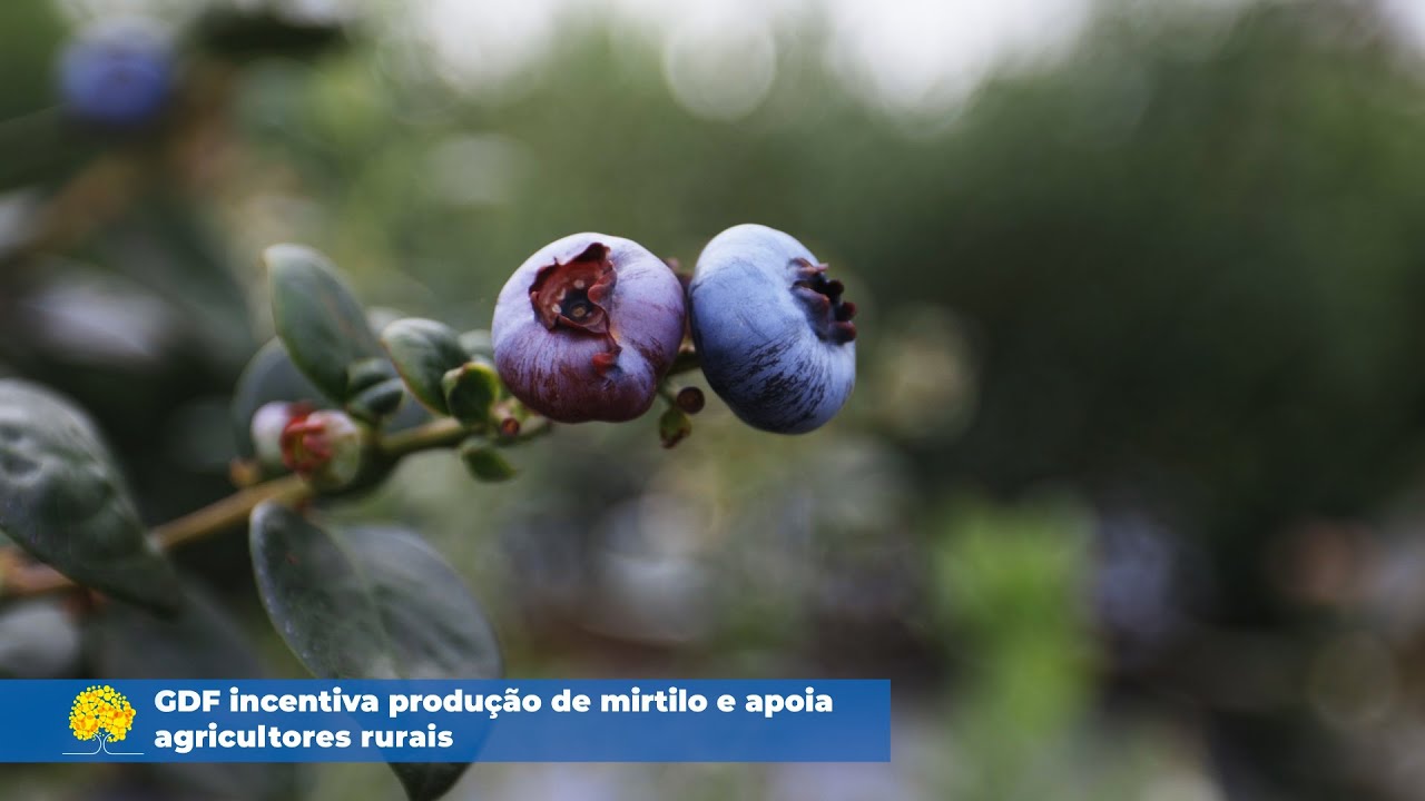 GDF incentiva produção de mirtilo e apoia agricultores rurais - YouTube