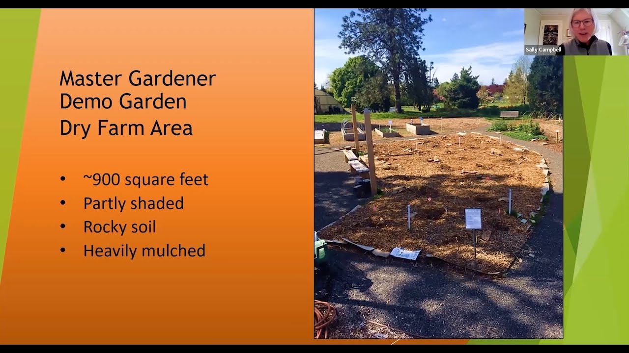 Dry Farming Demonstration Plot For Home Gardeners - YouTube