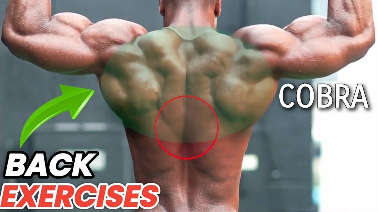 Best Back Cobra Exercises To Build Back Muscle | Back Cobra Muscle ...