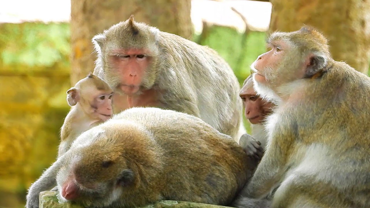 Mercy Day every Monkey Come to Met Each Other Discussing What? # ...