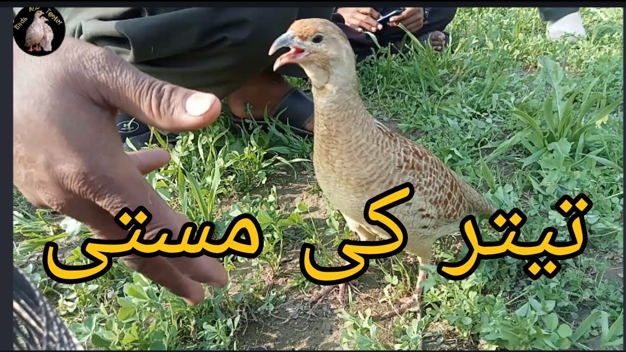 Teetaron ki mastiyan # teetar ki awaz# grey francolin beautiful video ...